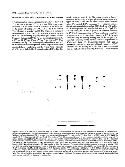 Analysis Of Protein Rna Interactions Within Ro Ribonucleoprotein