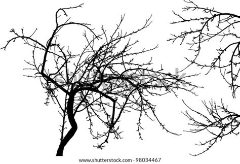 Black Silhouette Naked Tree Two Branches Stock Vector Royalty Free Shutterstock