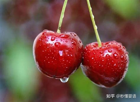 适合孕期吃的7种水果 安胎还能让宝宝健康聪明 知乎