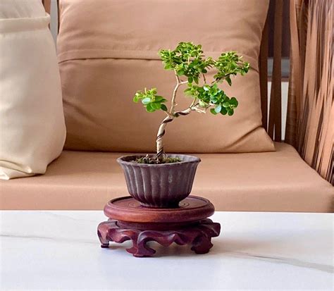 Mini Bonsai Premna Microphylla Furniture And Home Living Gardening