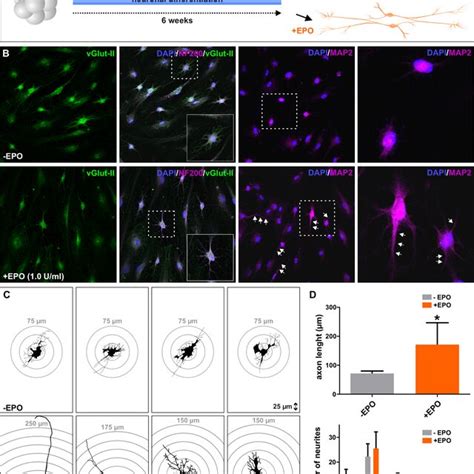 Epo Is A Positive Effector Of Neuronal Differentiation In Female Ncscs