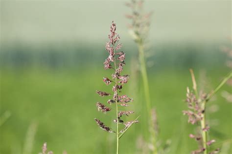Grass Stalks Green Free Photo On Pixabay Pixabay
