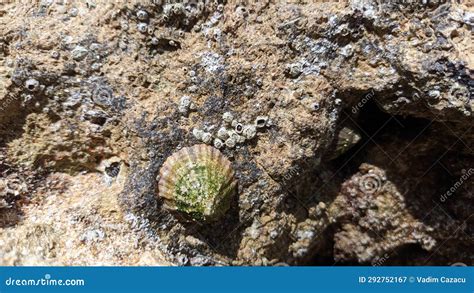 Patella Vulgata A Species Of Sea Snail A True Leech Is A Marine