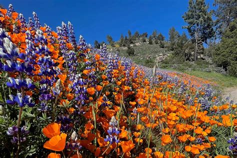 Bill Macfadyen ‘super Bloom Shows Off Santa Barbara Countys True