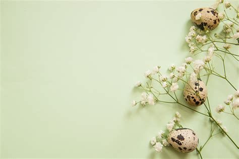 부활절 배경 민트 배경에 메추라기 달걀 천연 식물 요소로 장식 평평한 누워 위에서 보기 텍스트를 위한 빈 공간 0명에 대한 스톡
