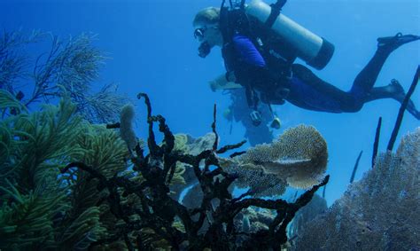 Declining Reefs Smithsonian Tropical Research Institute