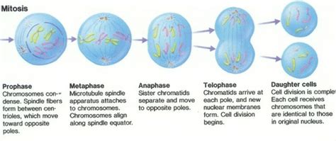 Cell Division Flashcards Quizlet