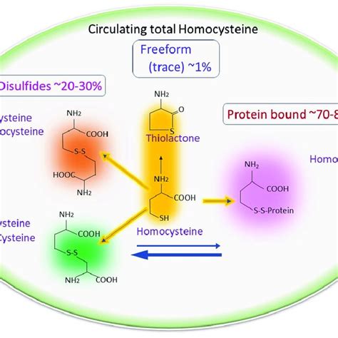 Different Forms Of Homocysteine Found In Blood Circulation Hcy Can Be
