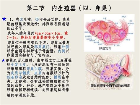 卵巢固有韧带解剖图 图库 五毛网