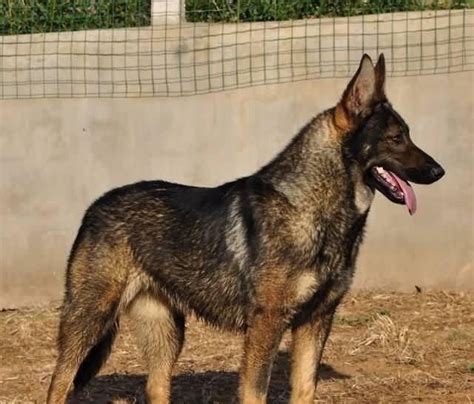 Kunming Wolfdog A Unique And Loyal Companion