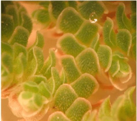 Azolla Filiculoides Bilobed Leaves Download Scientific Diagram