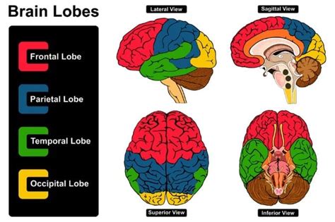 Get To Know The Lobes Of The Brain An Easy Guide