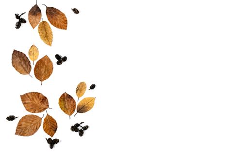 광고용 복사 공간이 있는 종이 흰색 스튜디오 배경에 말린 잎이 거의 없습니다 가을 추수 감사절과 겨울 개념 플랫 레이 상단 보기 0명에 대한 스톡 사진 및 기타 이미지