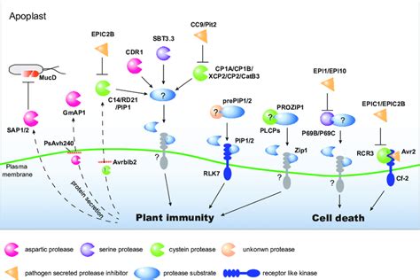 Secreted Proteases And Protease Inhibitors In Plant Microbe