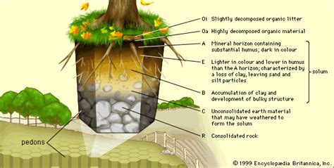 Soil Formation Composition Structure Britannica
