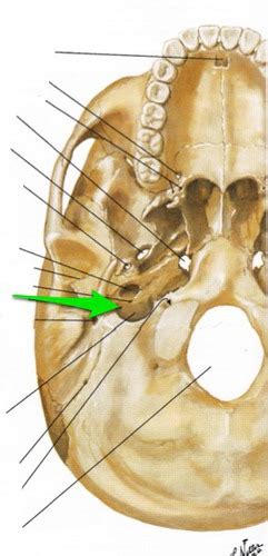 Vagus N Testing Complex Cranial Nerves Cn Vii X Ix T Cole