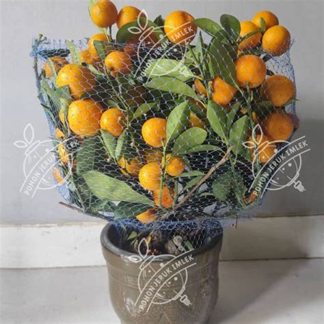 Pohon Jeruk Kimkit Meja Pasar Bunga Jakarta
