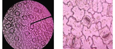 Paracytic Stomata Of T Scandens Leaf Download Scientific Diagram