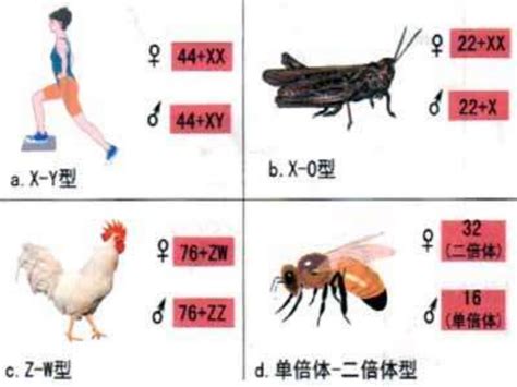 新疆大学：《遗传学》课程ppt教学课件（理论课）第三章 连锁遗传分析与染色体作图 Ppt P16 P20 小库档文库