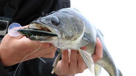 The Absolute Best Spring Walleye Baits Techniques Youtube