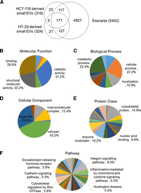 Proteomic Analysis Of Small Evs From Hct 116 And Ht 29 Colon Cancer