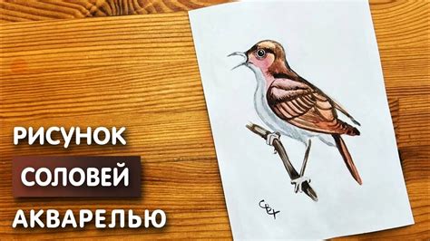 Как нарисовать соловья карандашом и акварелью начинающим Рисунок для детей Youtube