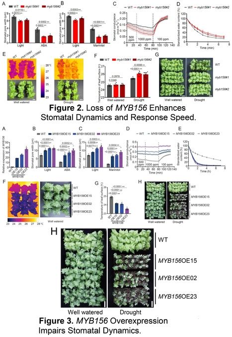 Root System Architecture In Rice Impacts Of Ge