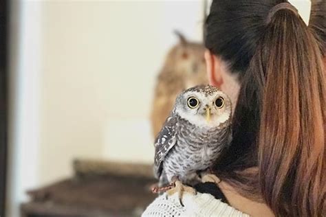 目が魅力的なフクロウのこがねちゃん＠「聞かせて！ペット自慢」 タッキーブログ
