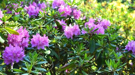 Where Should You Plant Azaleas For Optimal Growth