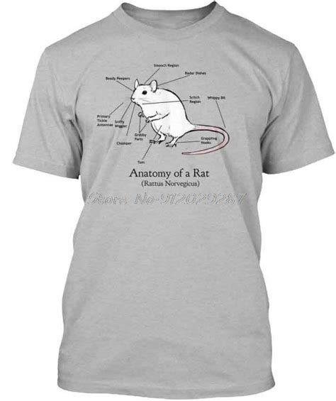 Anatomy Of A Rat Tunity