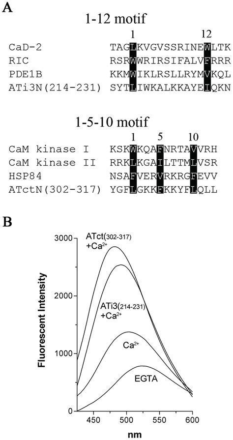 Cam Binding Motifs In The I3 Loop And Carboxyl Terminal Tail Of The At Download Scientific
