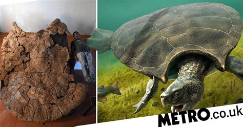 Fossilised Shell Of Turtle The Size Of A Car Found In South America
