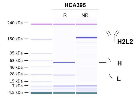 Recombinant Human Igg1 Lala Kappa Allotype G1m3 Clone Abd18705iq Bio Rad