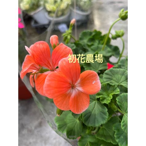 初花農場2店天竺葵3寸黑軟袋 5寸盆品種隨機室外植物適合陽台造景花圃美化出貨分色系不一定為照片花色 蝦皮購物