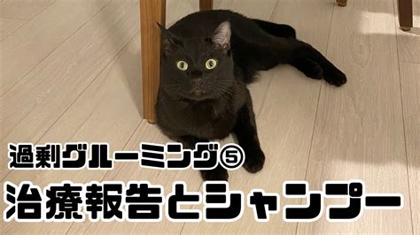 【猫の過剰グルーミング体験記1】腕の皮膚炎をグルーミングから守る方法 猫の便利帖