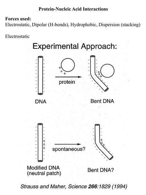 Ppt Protein Nucleic Acid Interactions Forces Geometric Constraints