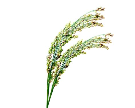 Premium Photo Panicum Sumatrense Or Little Millet Or Millet Is An Annual Herbaceous Plant
