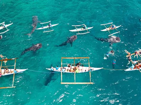 Visiting The Whale Sharks Of Oslob Destination