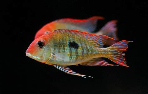 Geophagus Sp Tapajos Red Head Female Aquaristik Südamerika