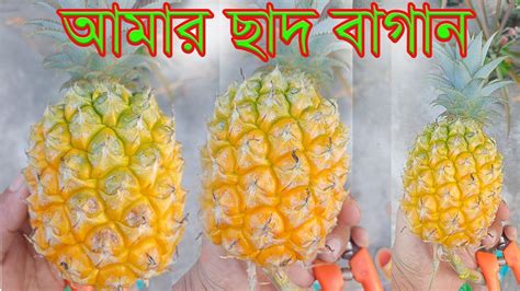 আমার ছাদ বাগানের বিভিন্ন গাছের ভিডিও বিশেষ করে আনারসের গাছ টা অনেক অনেক