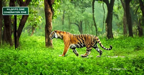 Conservation Projects Indias Approach To Wildlife Preservation • The