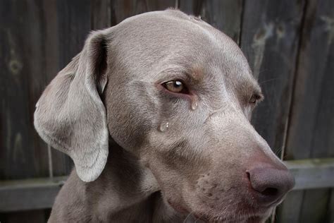 Por qué los perros lloran cuando ven a su dueño