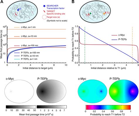 Single Molecule Tracking In Live Cells Reveals Distinct Target Search Strategies Of