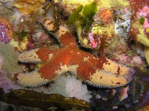 ヌメハダヒメヒトデ Izuzuki海の生き物大図鑑 笑