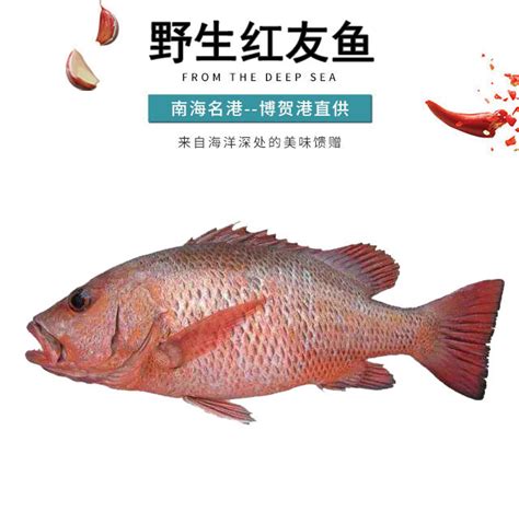 红袖鱼 红袖鱼钩 大山谷图库