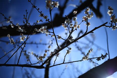 曽我の梅④ by GX400sp ID11578134 写真共有サイト PHOTOHITO