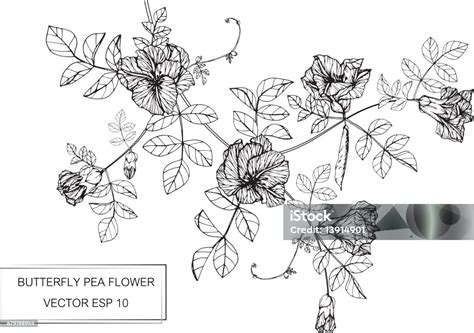 나비 완두콩 꽃 그리기 및 흰색 배경에 라인 아트와 스케치 버터플라이피에 대한 스톡 벡터 아트 및 기타 이미지 버터플라이피 0명 검은색 Istock