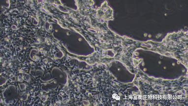 疏松贴壁——293细胞系列 上海富衡生物科技有限公司