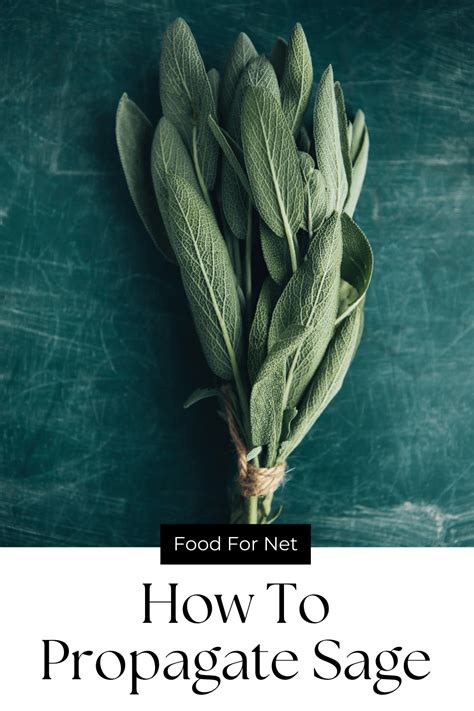 How To Propagate Sage From Cuttings A Beginners Guide Food For Net