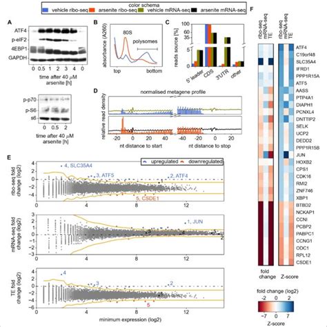 Analysis Of Differential Gene Expression Under Conditions Of Oxidative